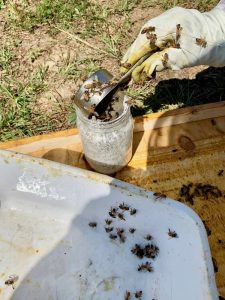 Catch and Release Powdered Sugar Roll Varroa Mite Test - Backyard ...